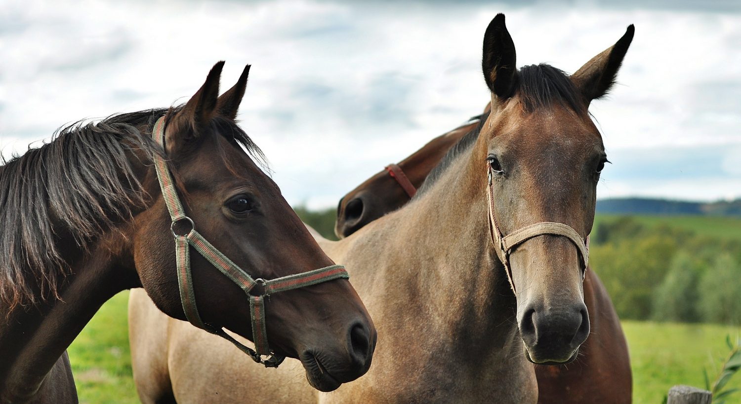cropped-horses-2962715_1920-1.jpg – https://sustainablehorse.se